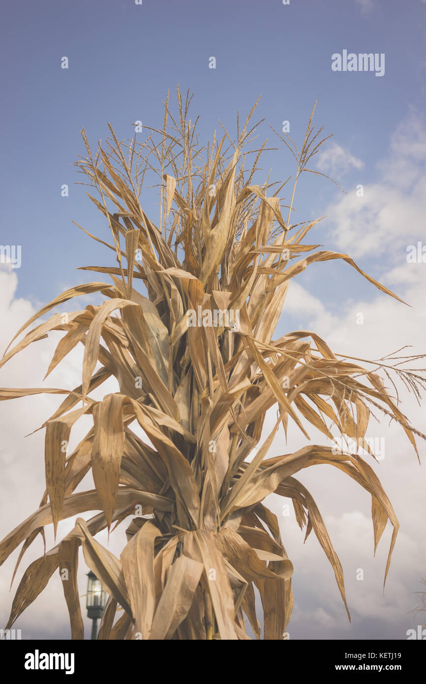 Cornstalk leaves hi-res stock photography and images - Alamy