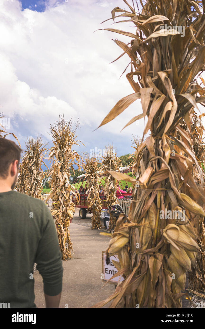 Cornstalk at the pumpkin patch Stock Photo - Alamy