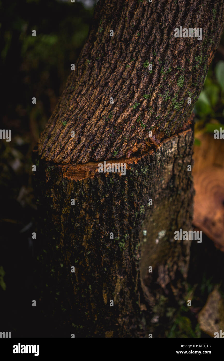 Damp Wood on a Cool Fall Evening Stock Photo - Alamy