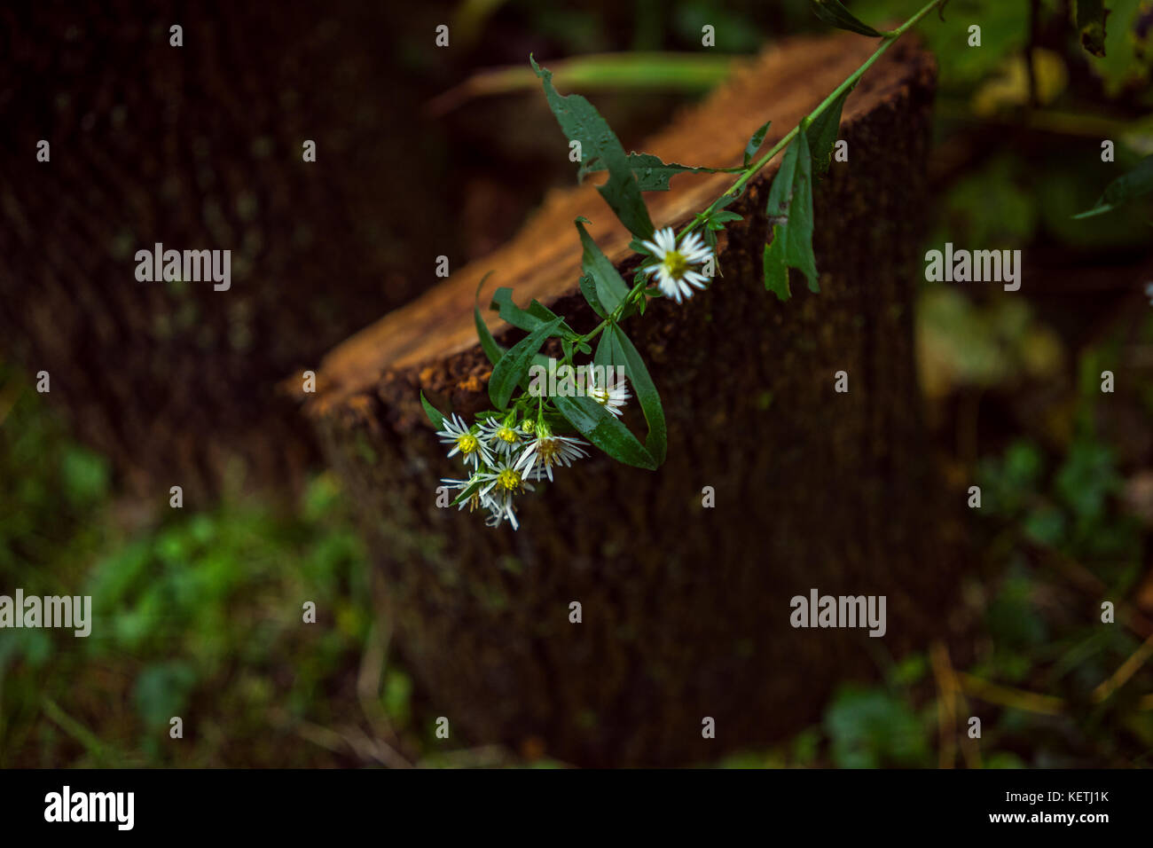 The cool and damp hi-res stock photography and images - Alamy