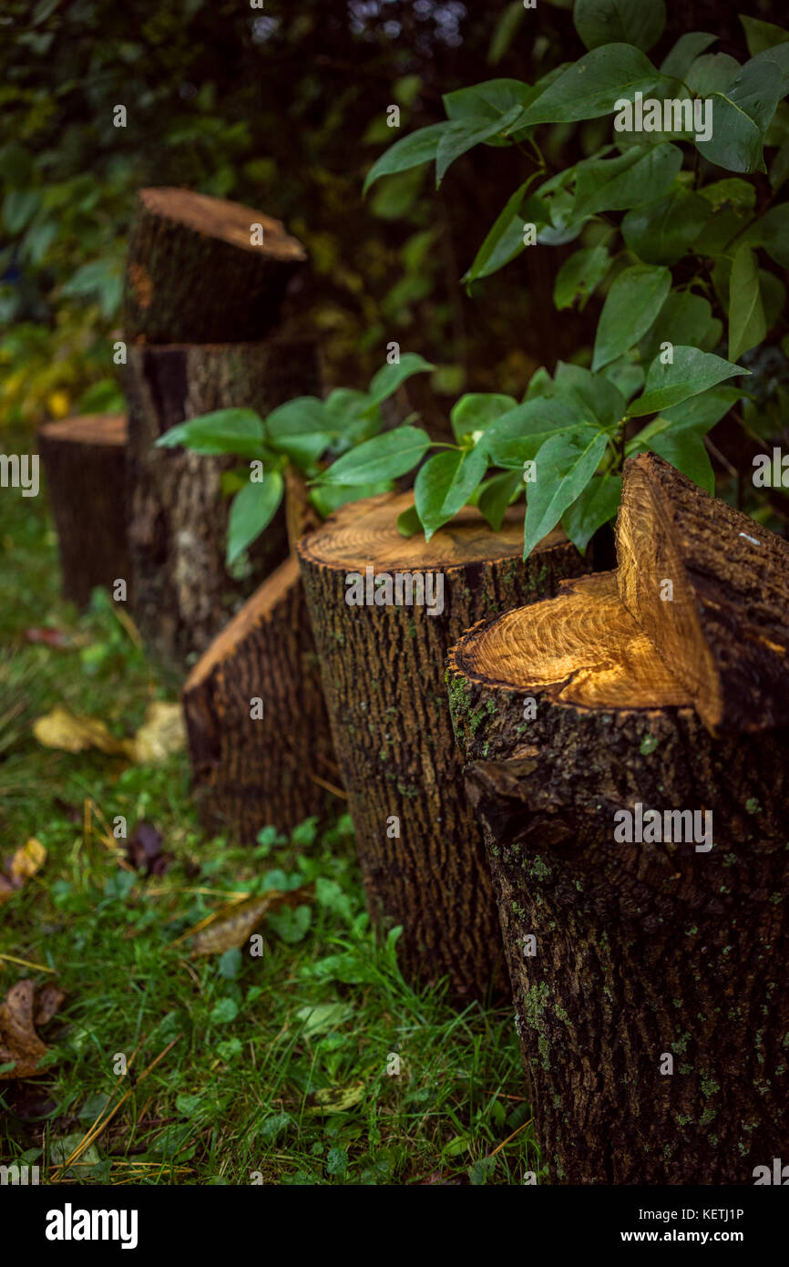 Damp Wood on a Cool Fall Evening Stock Photo - Alamy