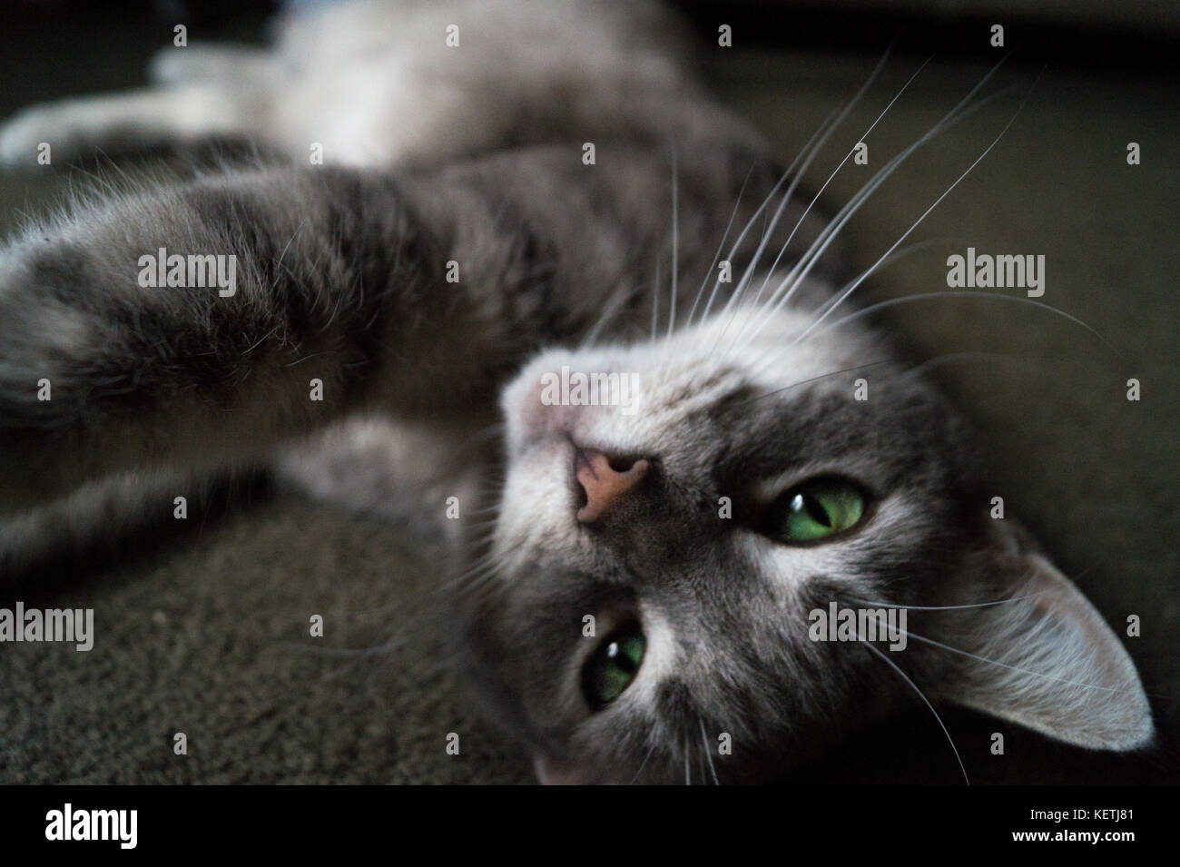 Grey Cat with Green Eyes Stock Photo - Alamy