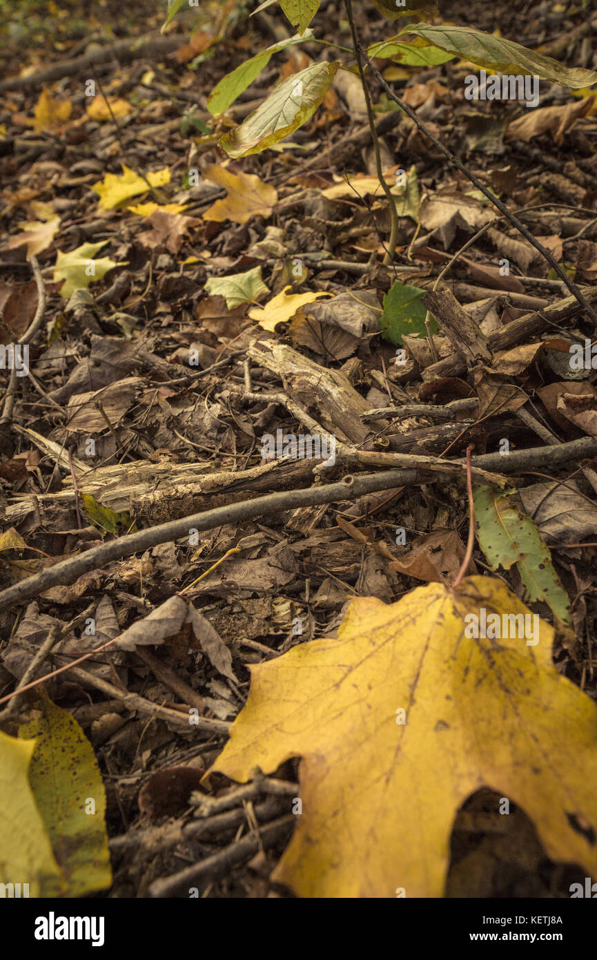 Dead bright hi-res stock photography and images - Alamy