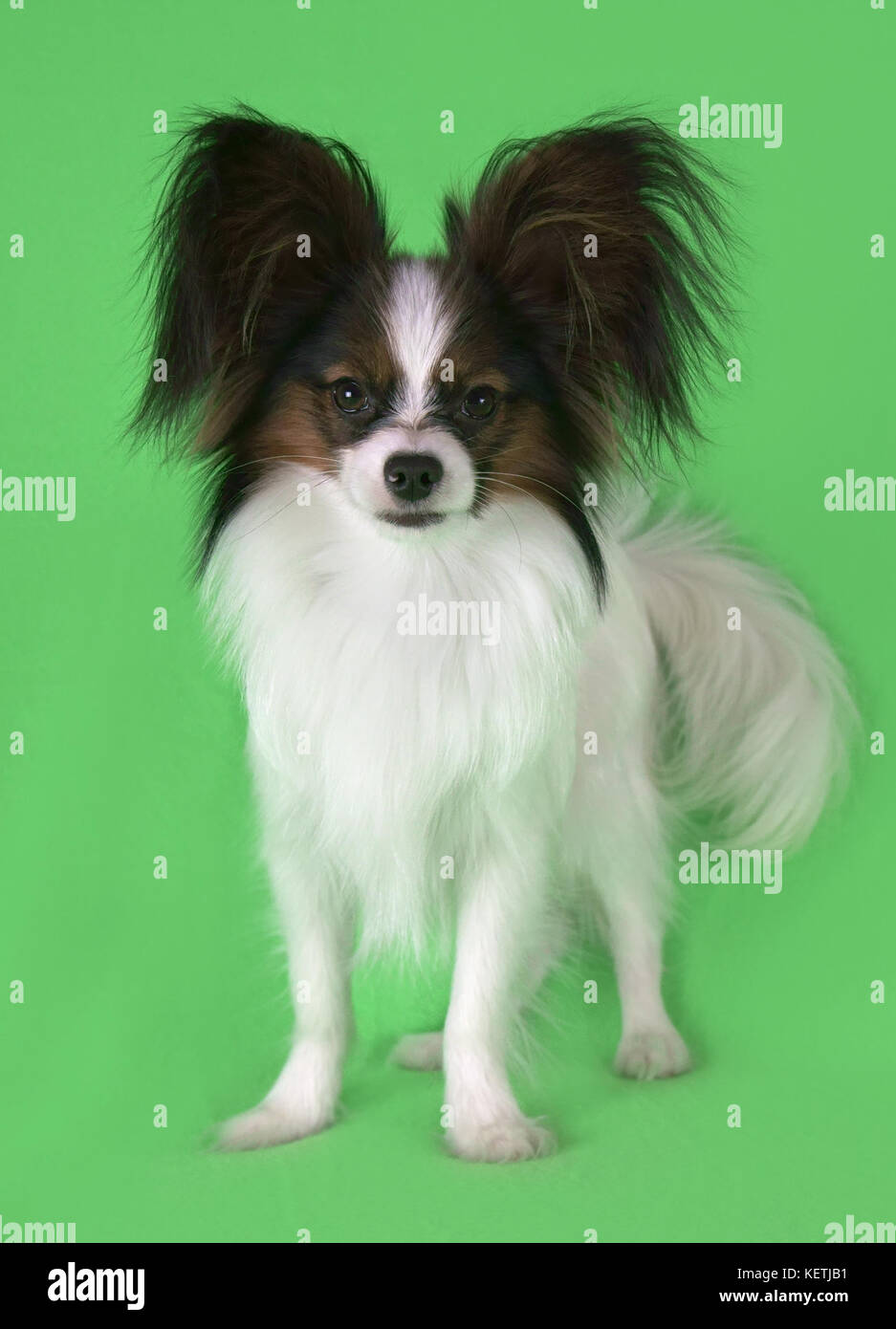 Beautiful young male dog Continental Toy Spaniel Papillon on green ...
