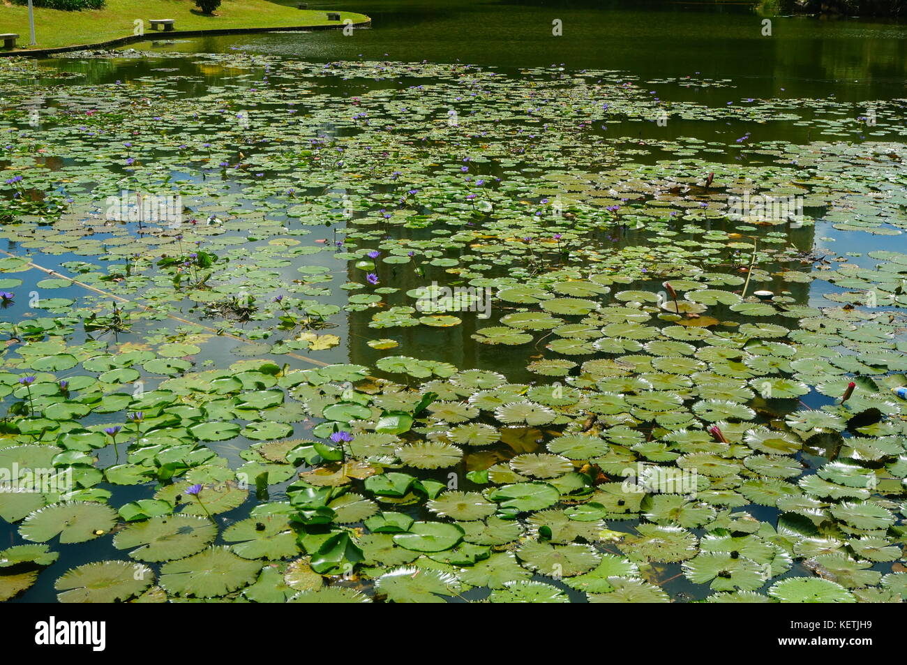 The lotus pond landscape, beautiful lotus and lotus leaf Stock Photo ...