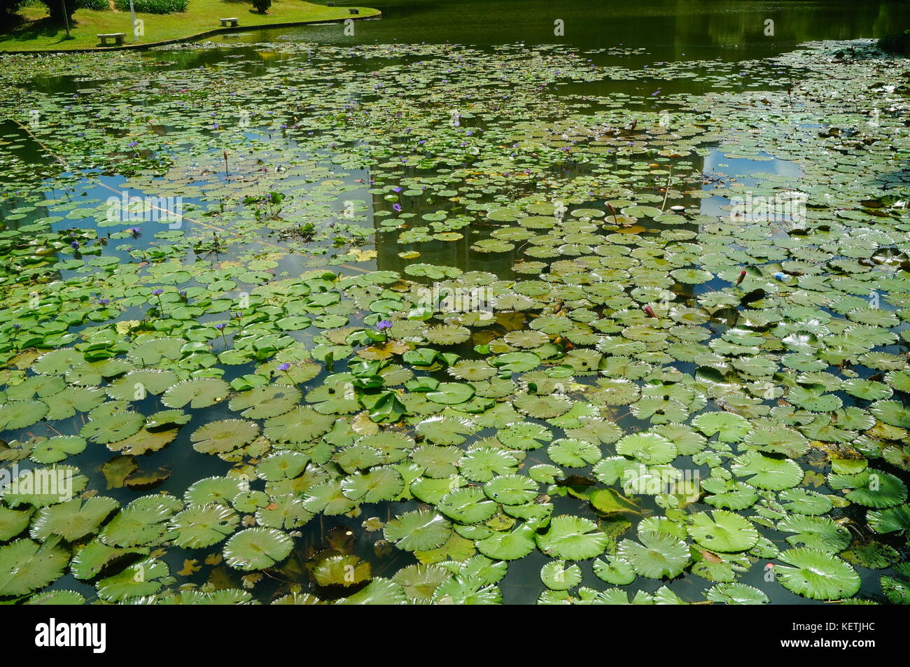 The lotus pond landscape, beautiful lotus and lotus leaf Stock Photo ...