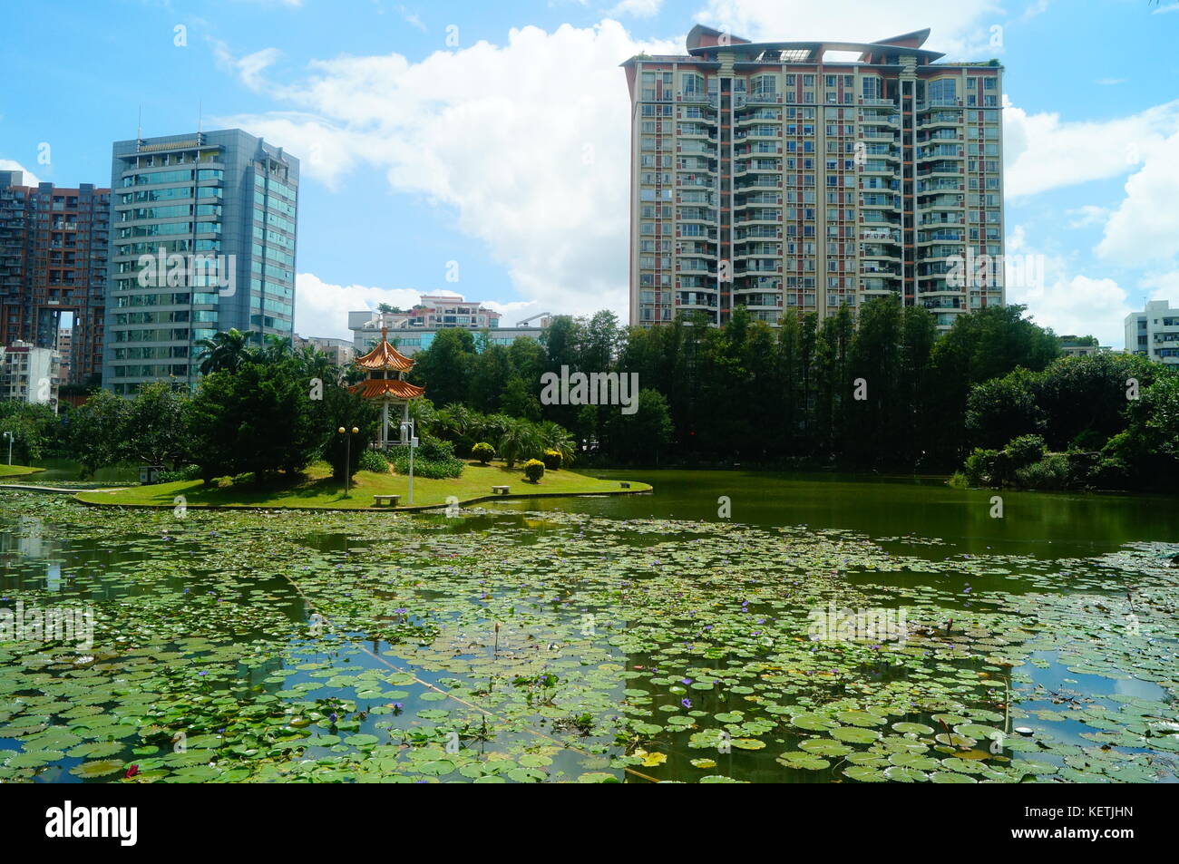 The lotus pond landscape, beautiful lotus and lotus leaf Stock Photo ...
