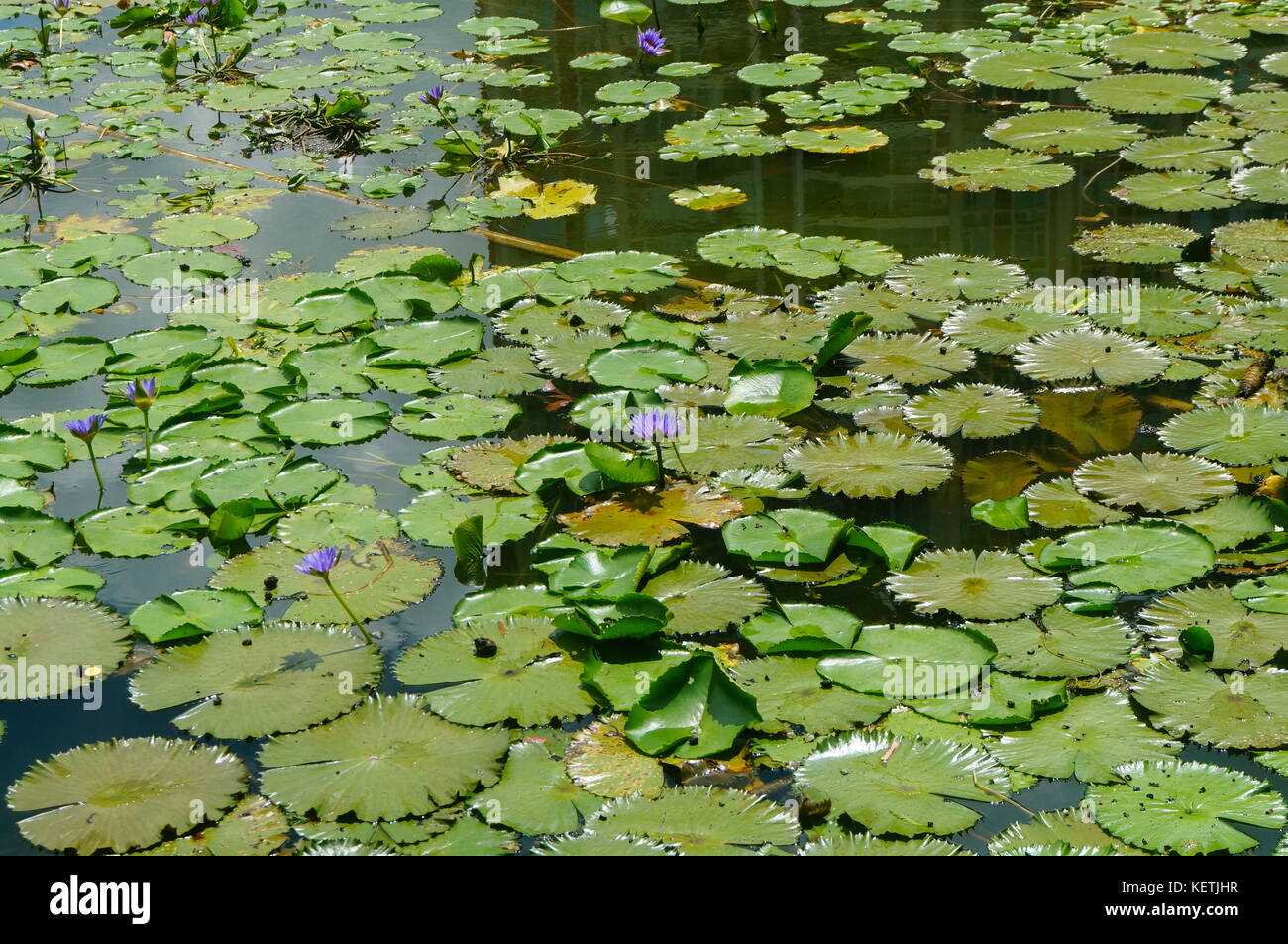 The lotus pond landscape, beautiful lotus and lotus leaf Stock Photo ...