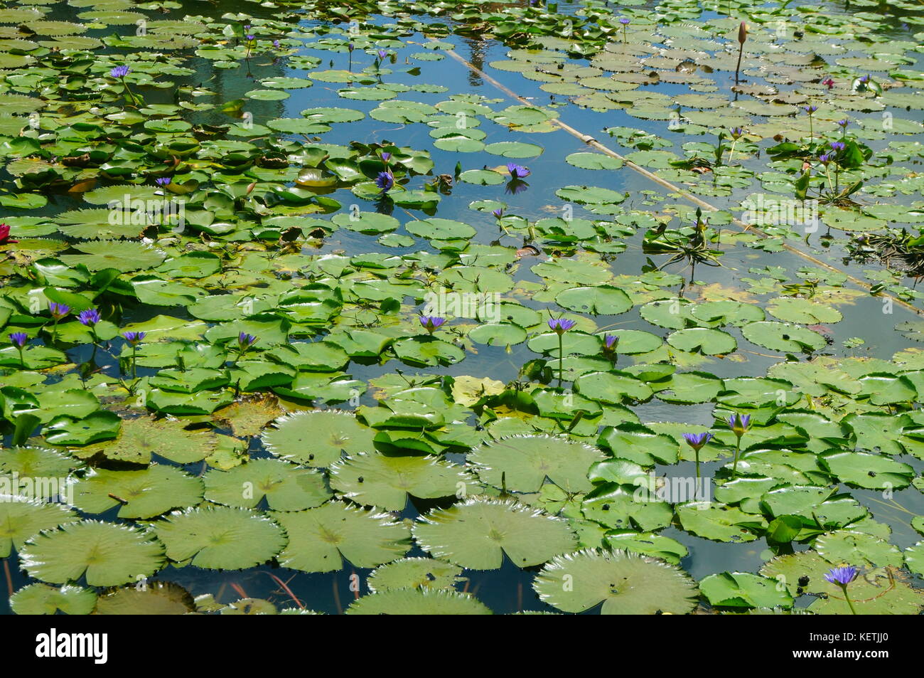 The lotus pond landscape, beautiful lotus and lotus leaf Stock Photo ...