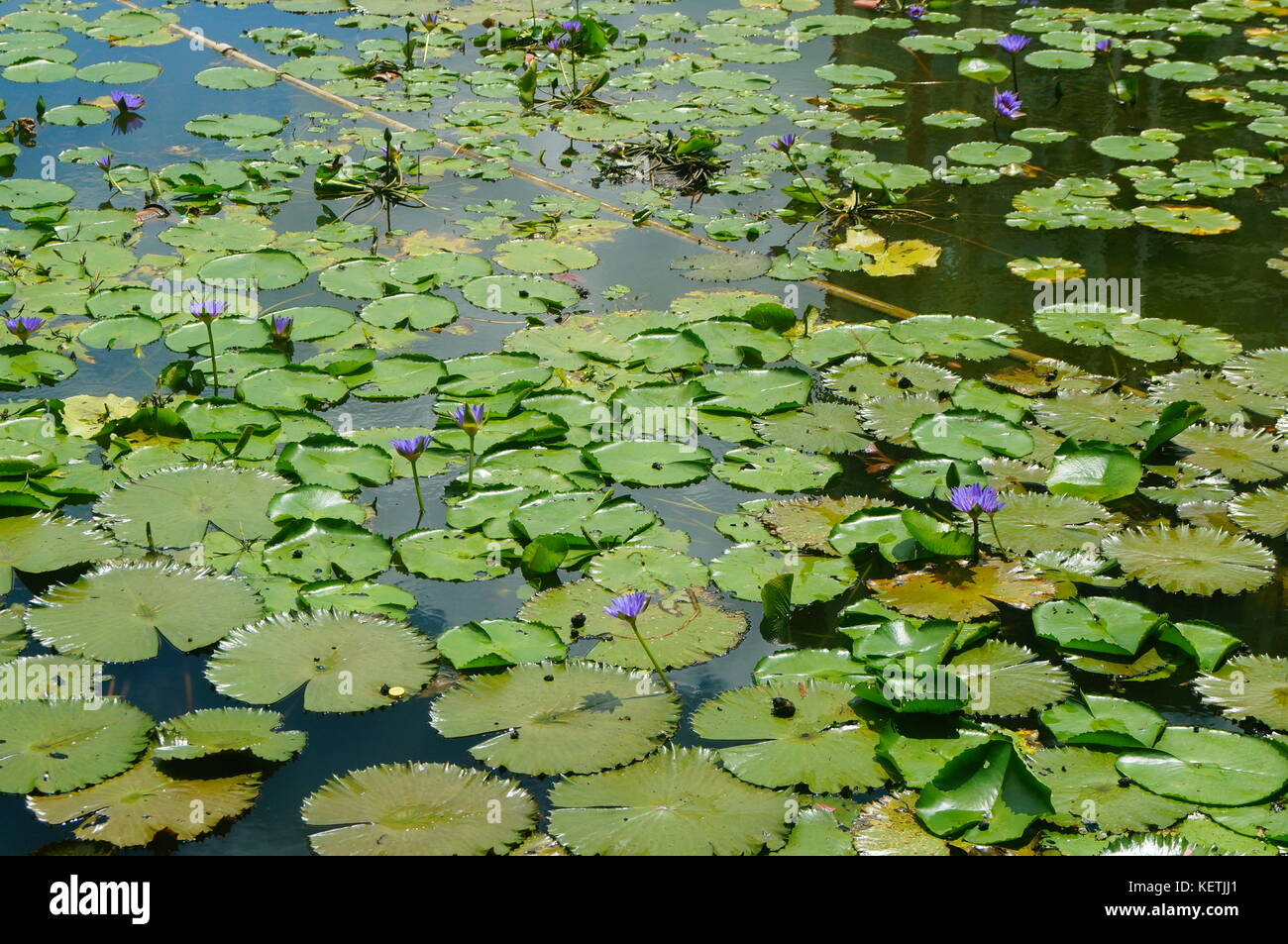 The lotus pond landscape, beautiful lotus and lotus leaf Stock Photo ...