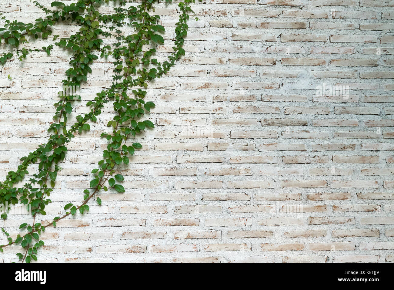 Old brick wall vines white hi-res stock photography and images - Alamy