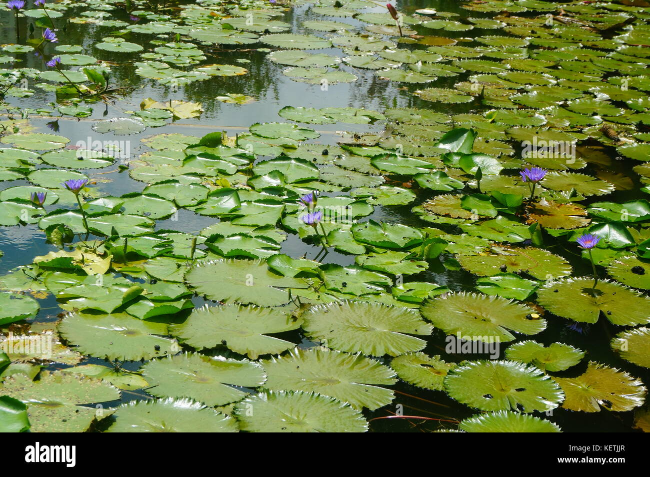 The lotus pond landscape, beautiful lotus and lotus leaf Stock Photo ...