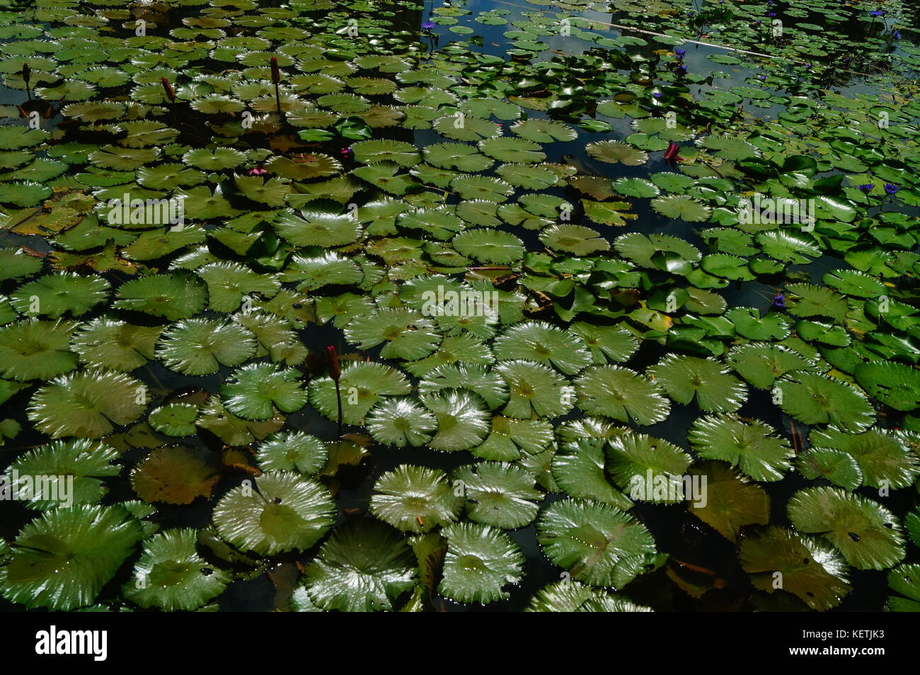 The lotus pond landscape, beautiful lotus and lotus leaf Stock Photo ...