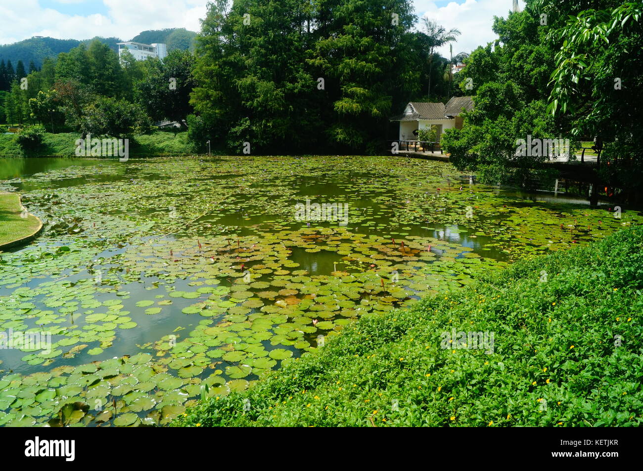 The lotus pond landscape, beautiful lotus and lotus leaf Stock Photo ...