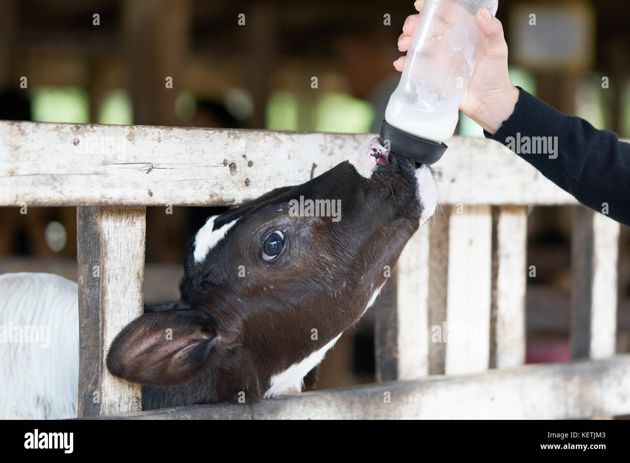 Milk feeding hi-res stock photography and images - Alamy