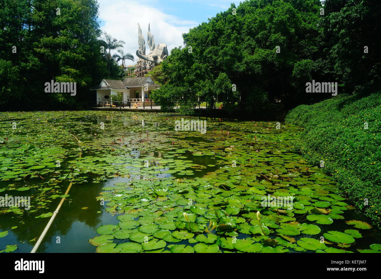 The lotus pond landscape, beautiful lotus and lotus leaf Stock Photo ...