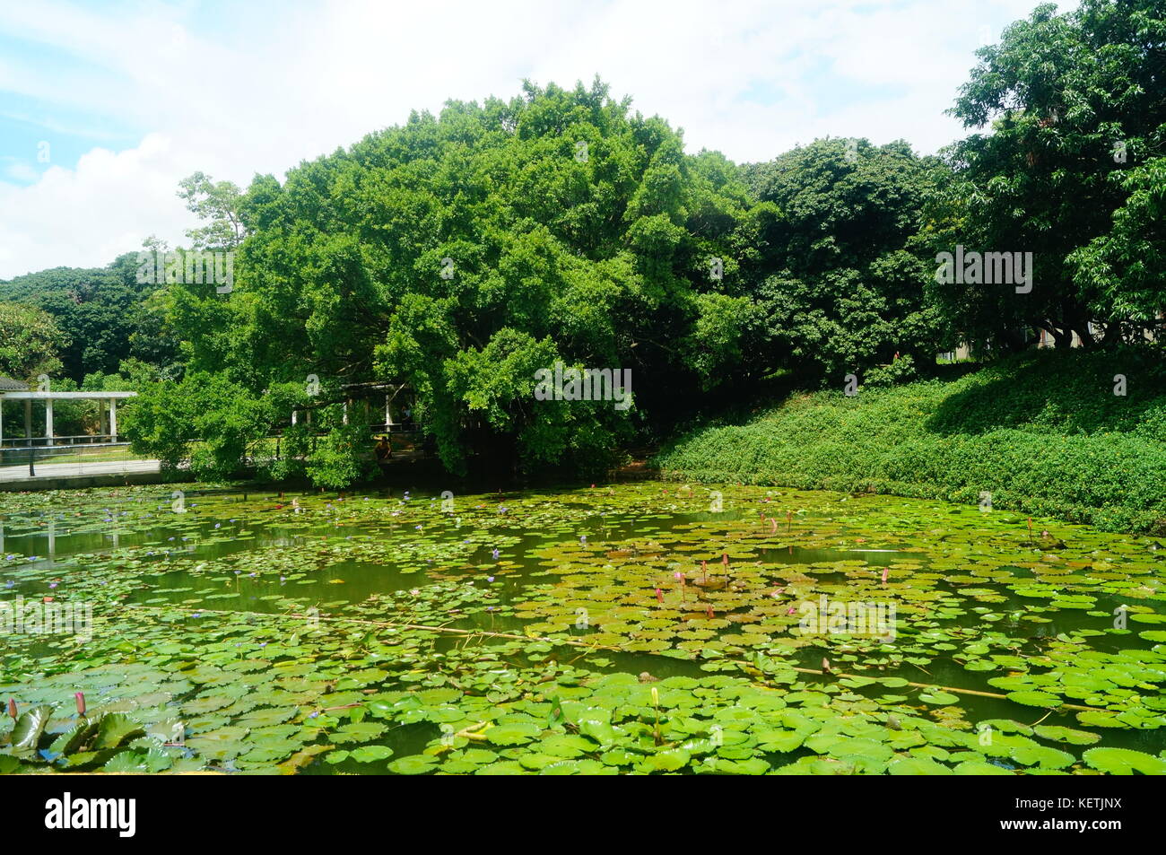 The lotus pond landscape, beautiful lotus and lotus leaf Stock Photo ...