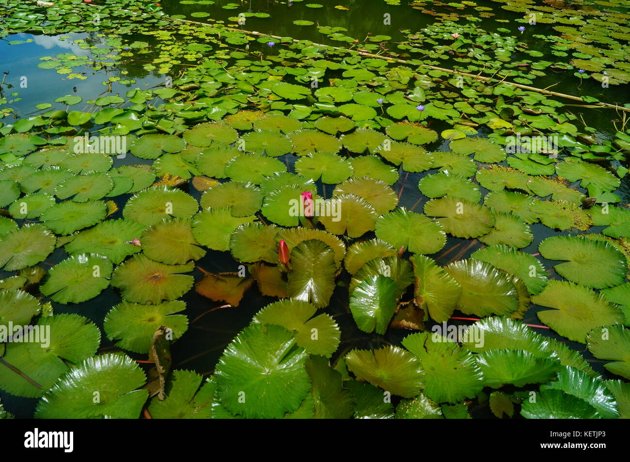 The lotus pond landscape, beautiful lotus and lotus leaf Stock Photo ...
