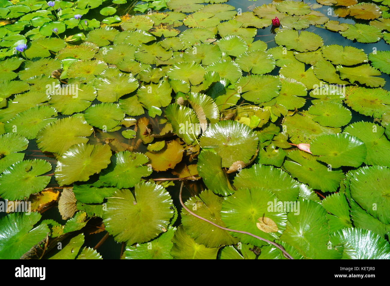The lotus pond landscape, beautiful lotus and lotus leaf Stock Photo ...