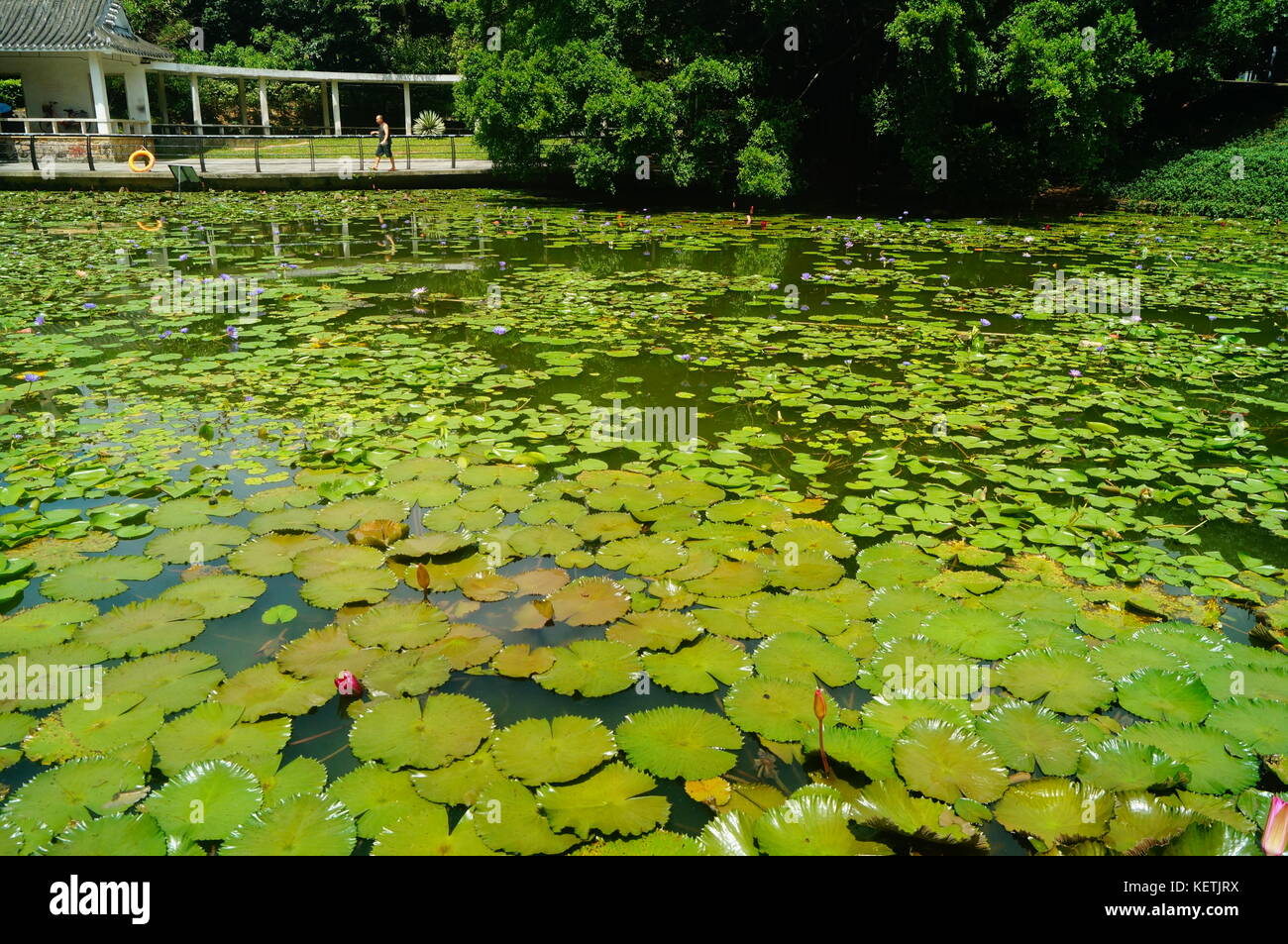 The lotus pond landscape, beautiful lotus and lotus leaf Stock Photo ...