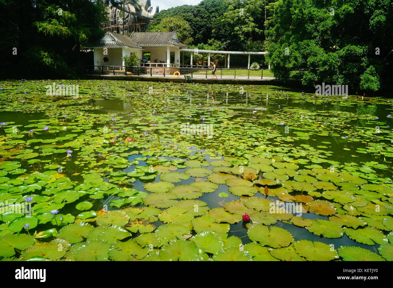 The lotus pond landscape, beautiful lotus and lotus leaf Stock Photo ...