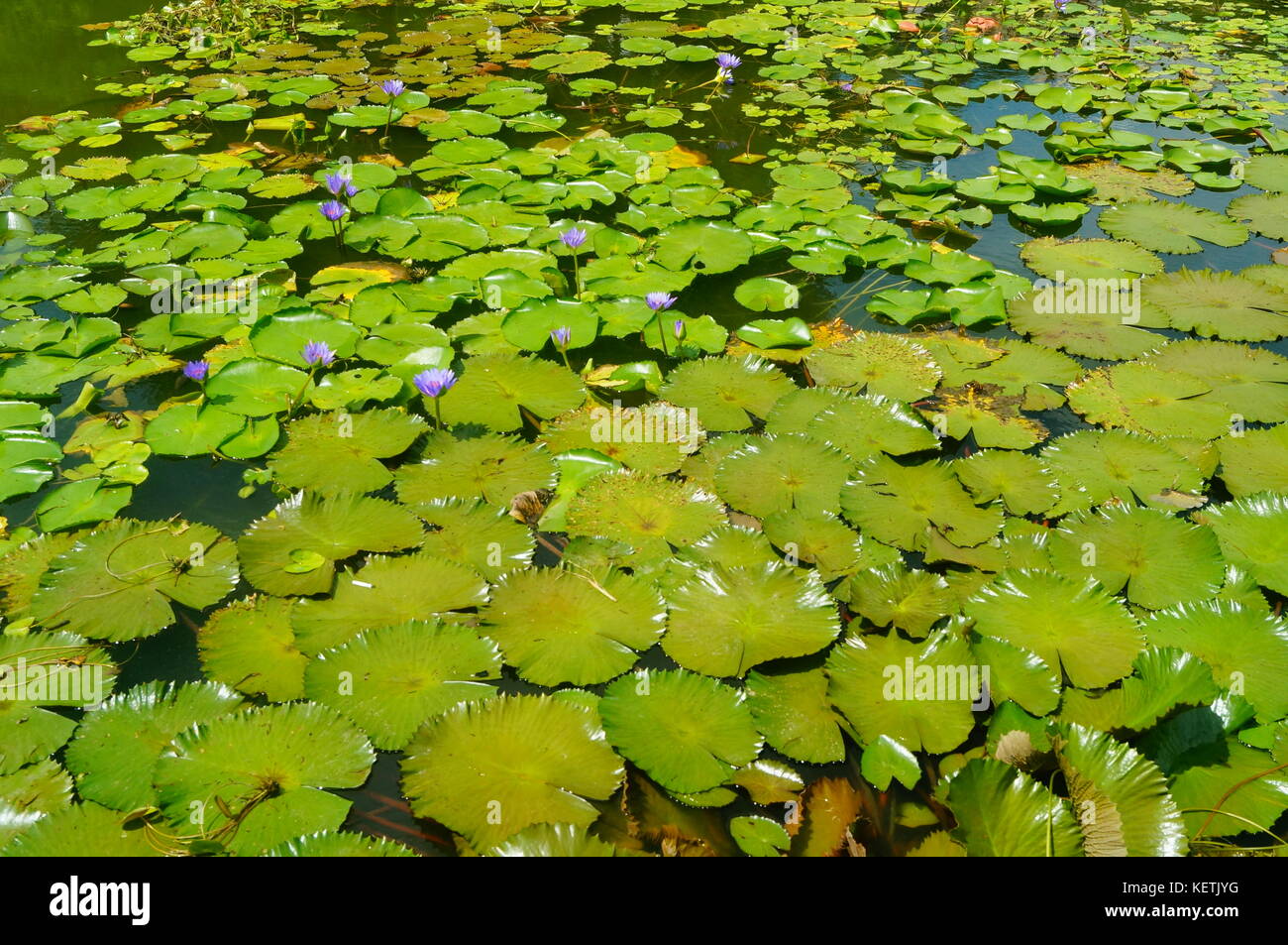 The lotus pond landscape, beautiful lotus and lotus leaf Stock Photo ...