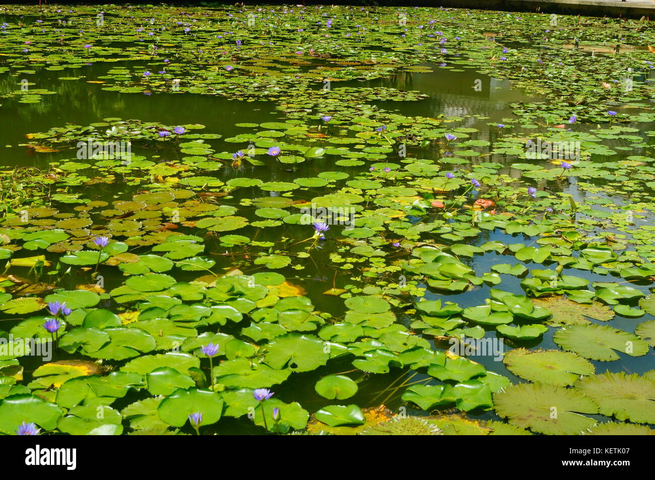 The lotus pond landscape, beautiful lotus and lotus leaf Stock Photo ...