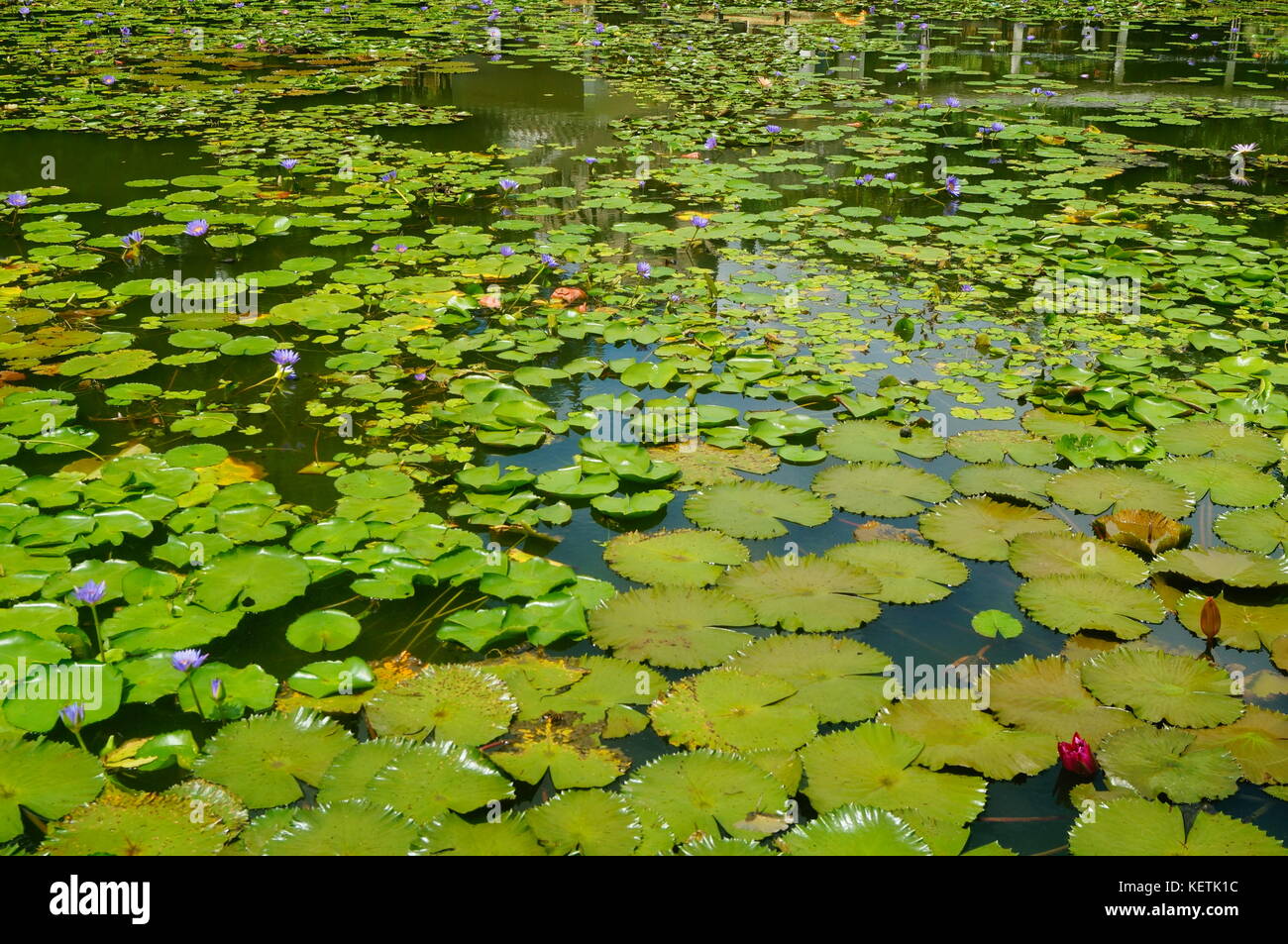 The lotus pond landscape, beautiful lotus and lotus leaf Stock Photo ...