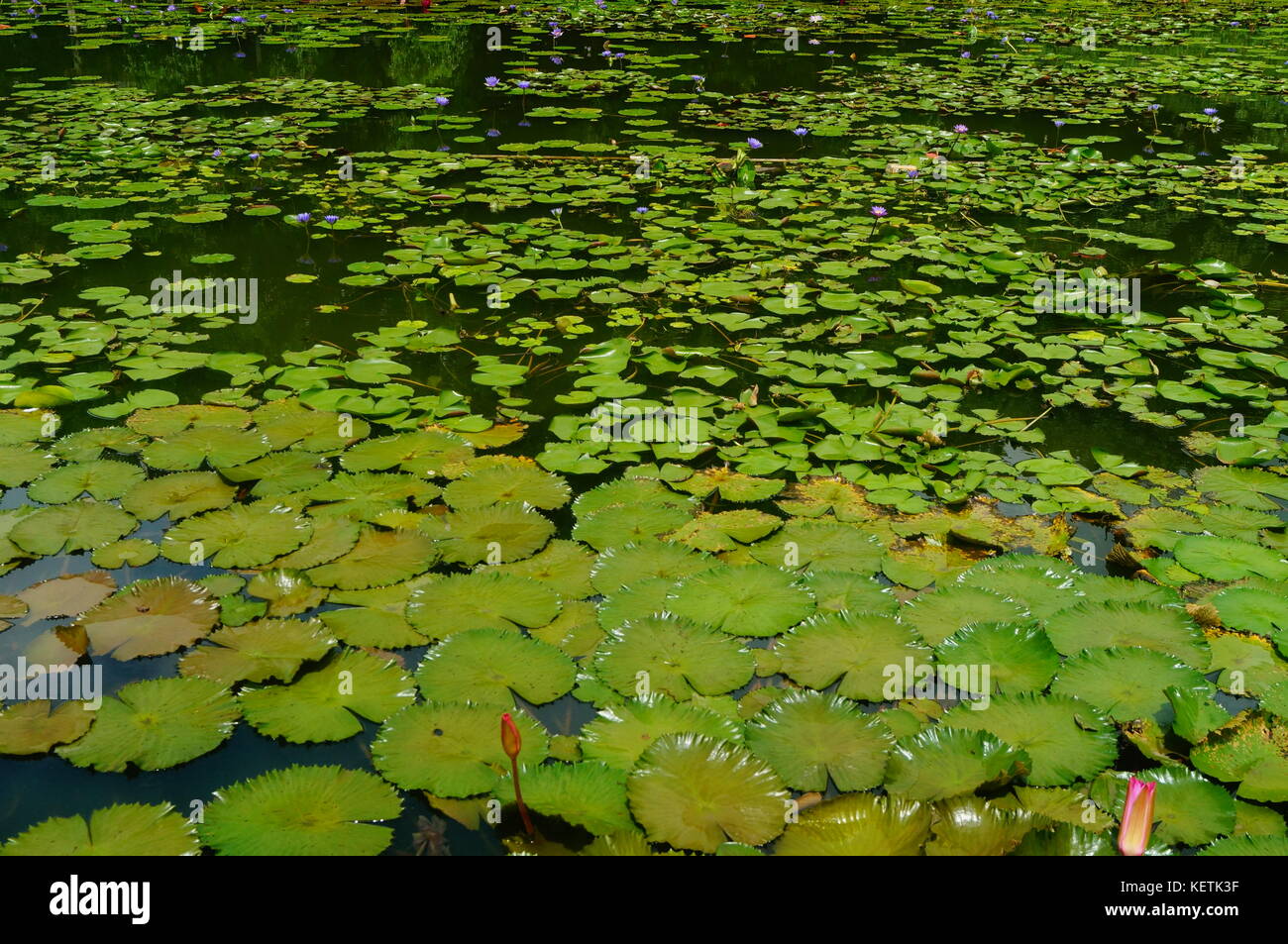The lotus pond landscape, beautiful lotus and lotus leaf Stock Photo ...