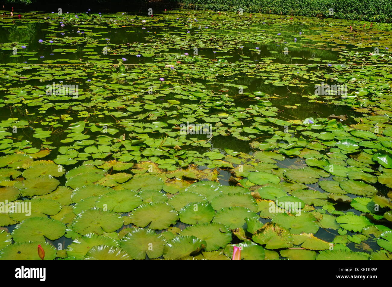 The lotus pond landscape, beautiful lotus and lotus leaf Stock Photo ...