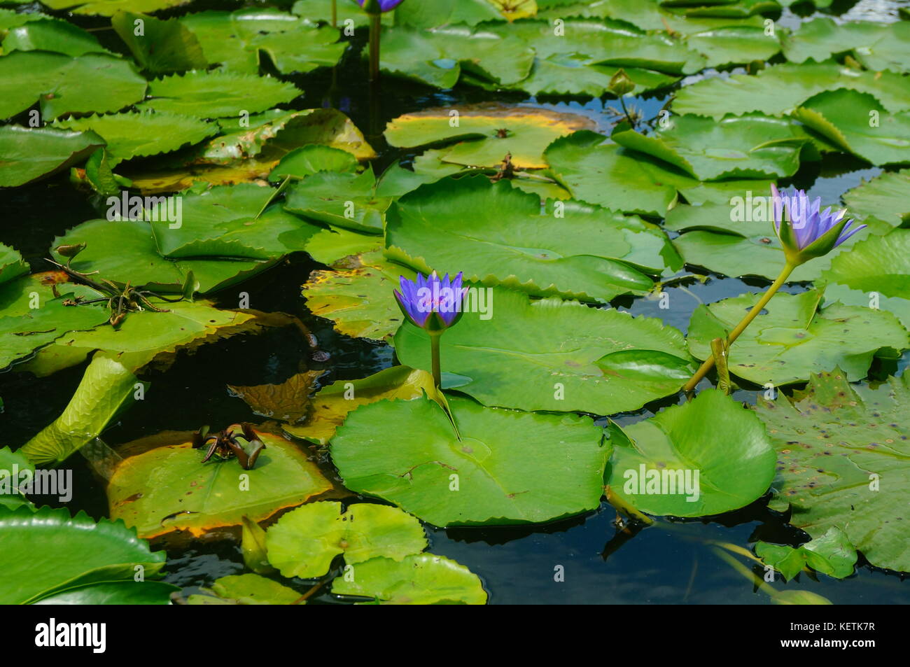 The lotus pond landscape, beautiful lotus and lotus leaf Stock Photo ...