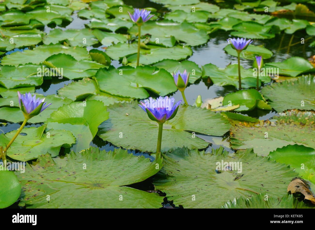 The lotus pond landscape, beautiful lotus and lotus leaf Stock Photo ...