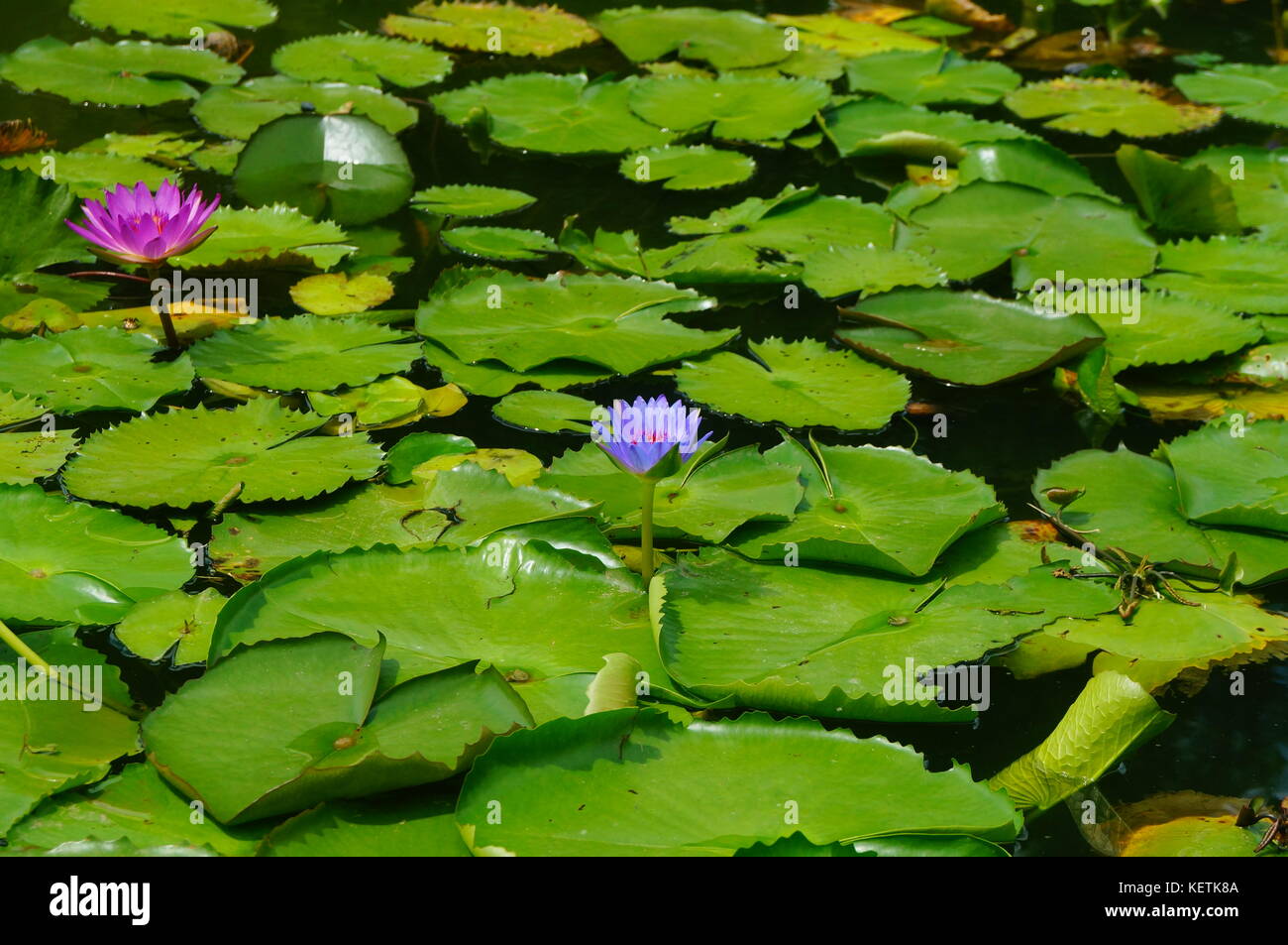 The lotus pond landscape, beautiful lotus and lotus leaf Stock Photo ...