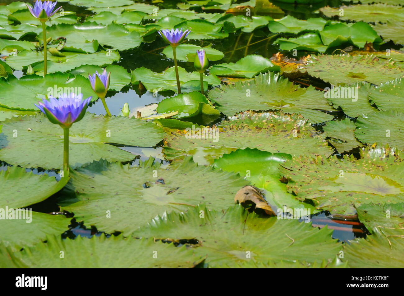 The lotus pond landscape, beautiful lotus and lotus leaf Stock Photo ...