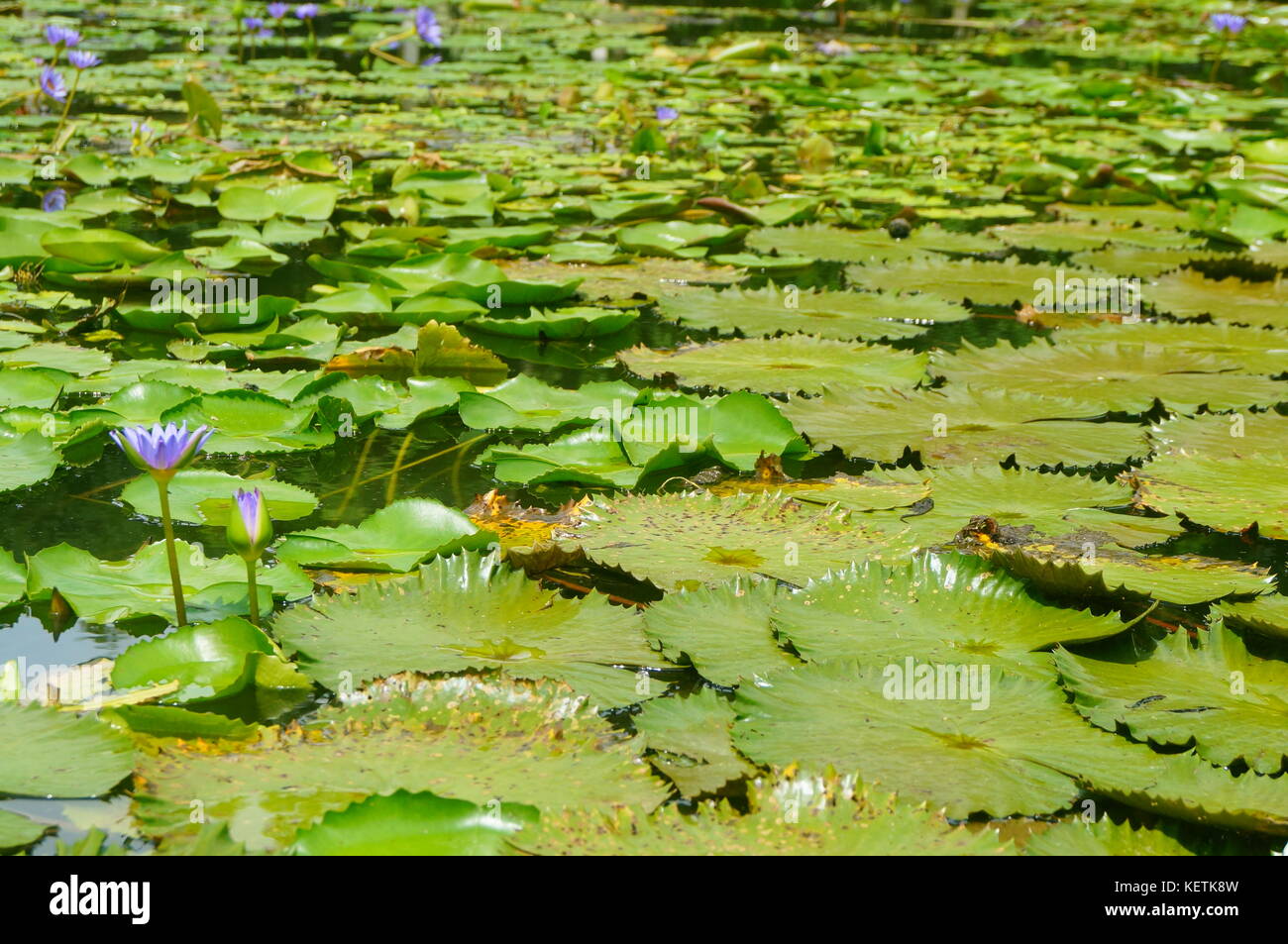The lotus pond landscape, beautiful lotus and lotus leaf Stock Photo ...