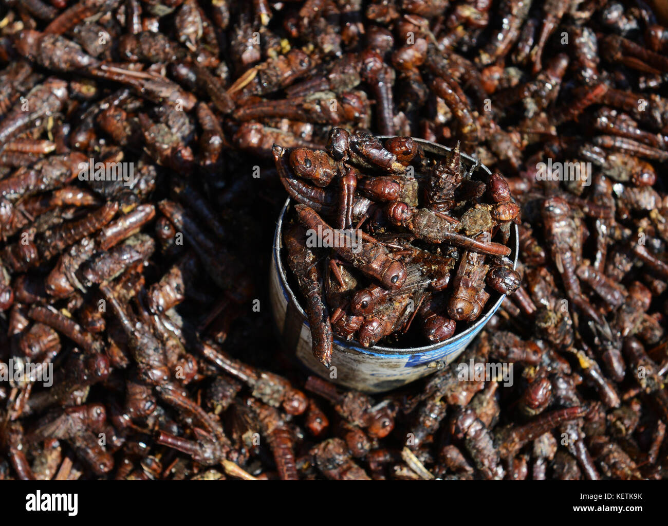 Deep fried locust sold in a market in central Madagascar Stock Photo ...