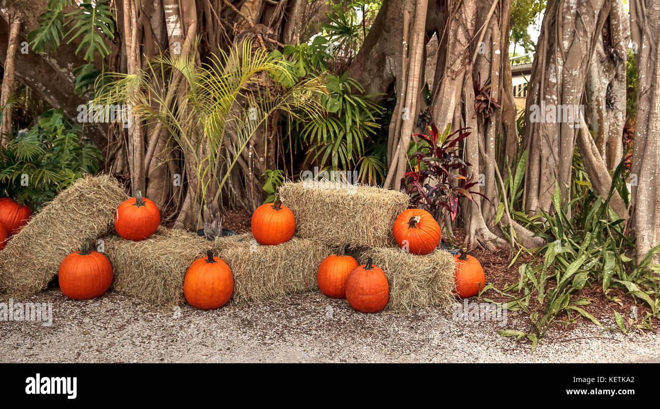 Banyan trees Ficus carica with their thick roots around a tropical path ...