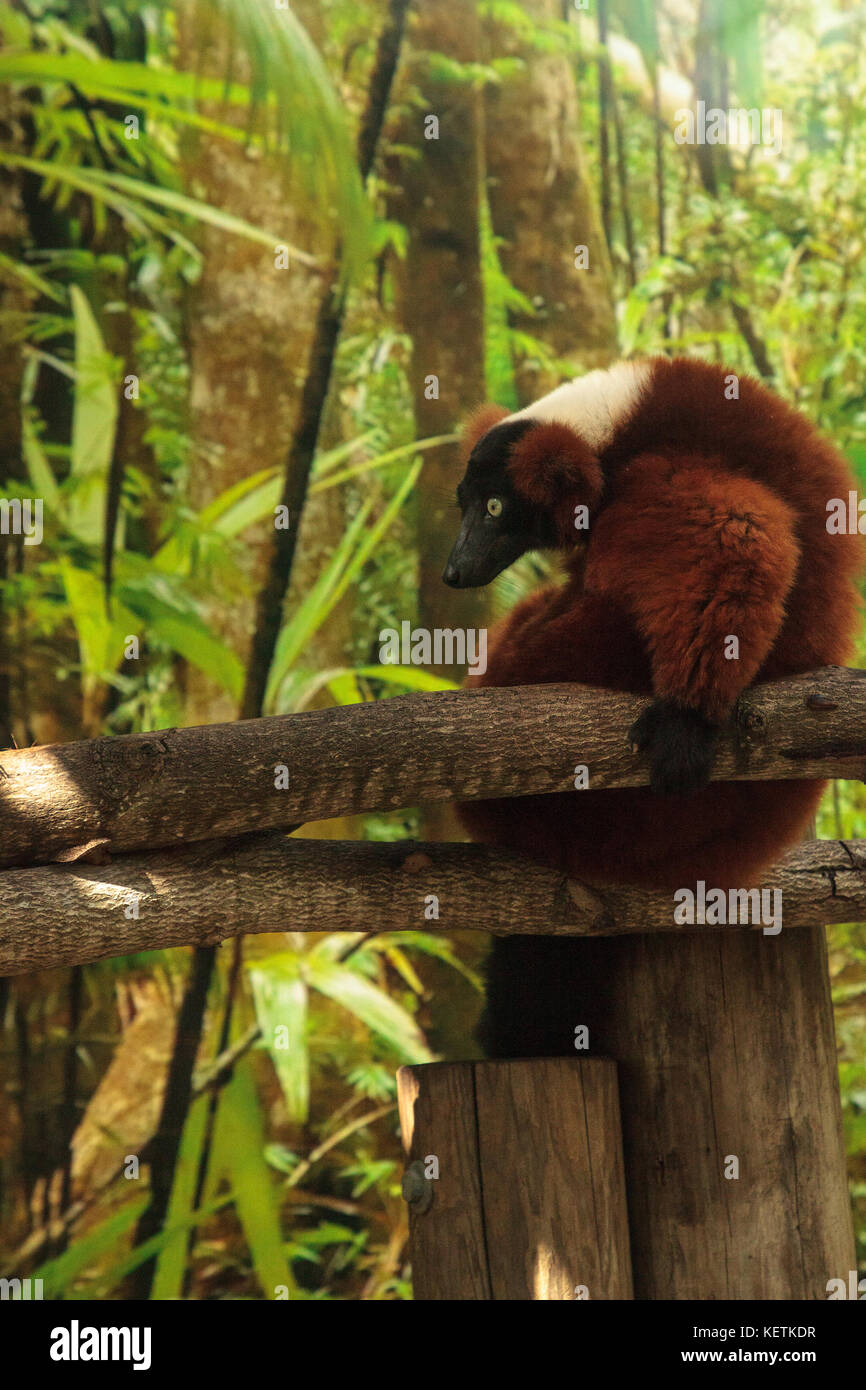Red Ruffed lemur Varecia rubra perches on a tree limb and snacks on ...