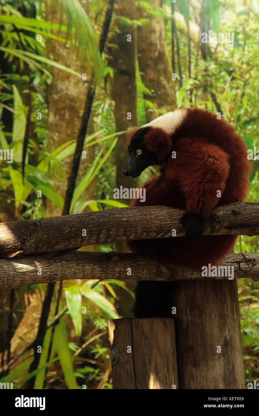 Red Ruffed lemur Varecia rubra perches on a tree limb and snacks on ...