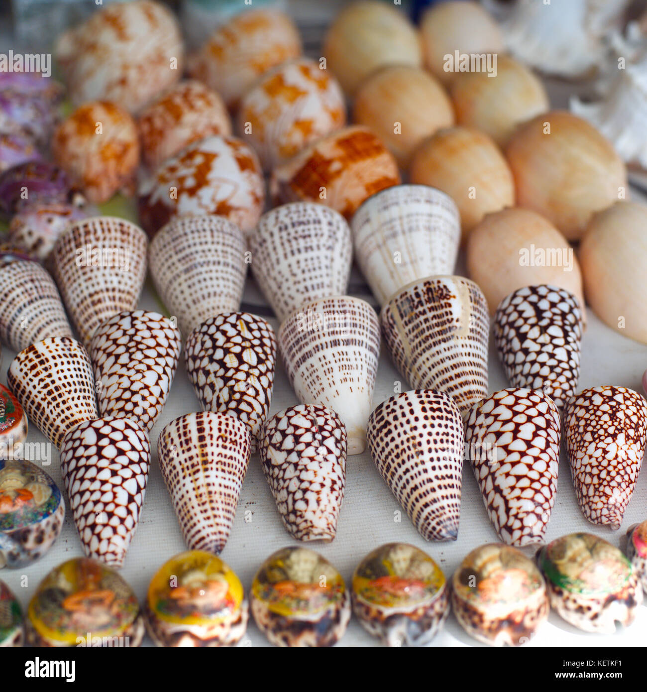 seashells for sale on a beach in Bali to attract tourists looking for a ...