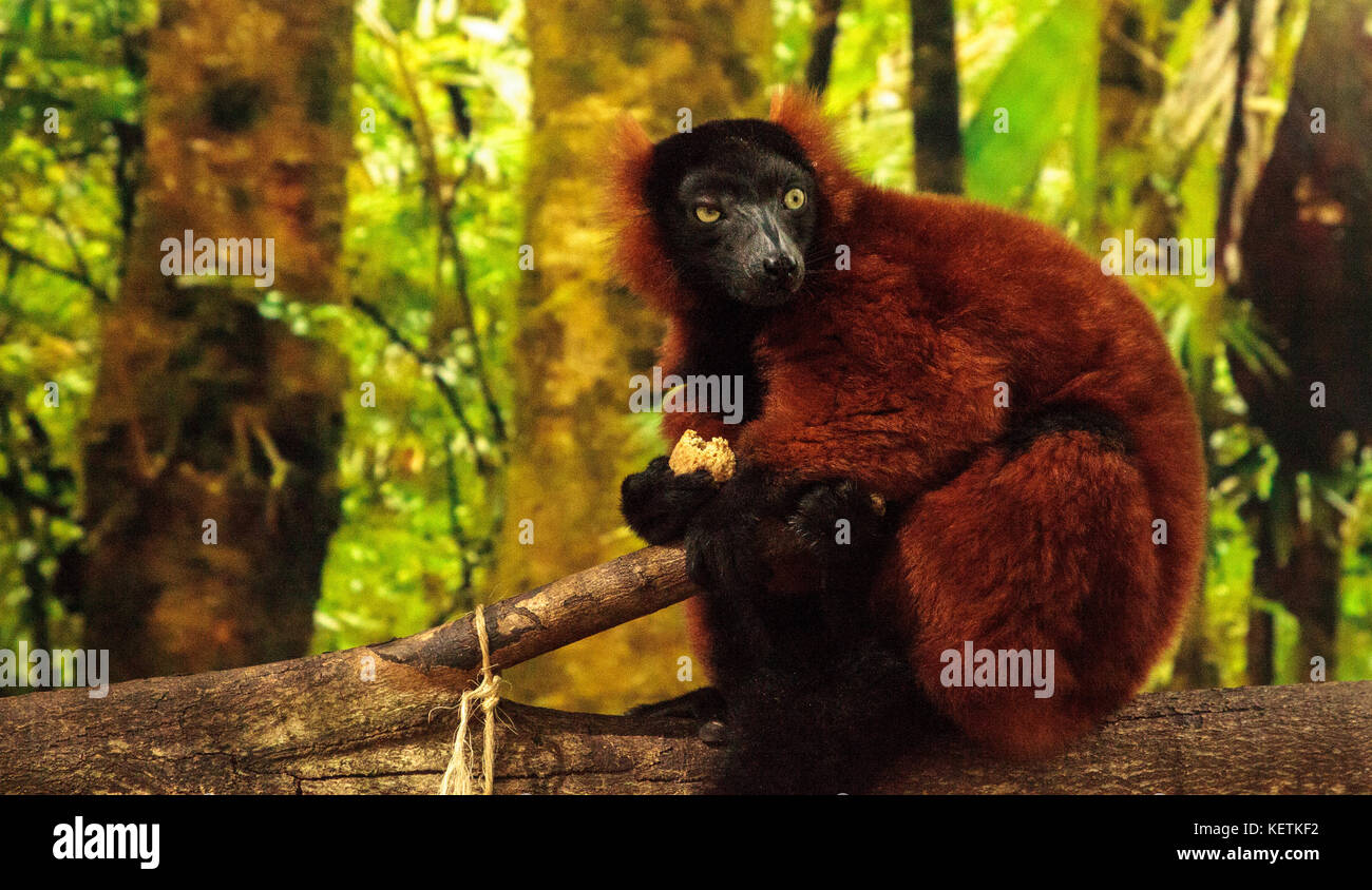 Red Ruffed lemur Varecia rubra perches on a tree limb and snacks on ...