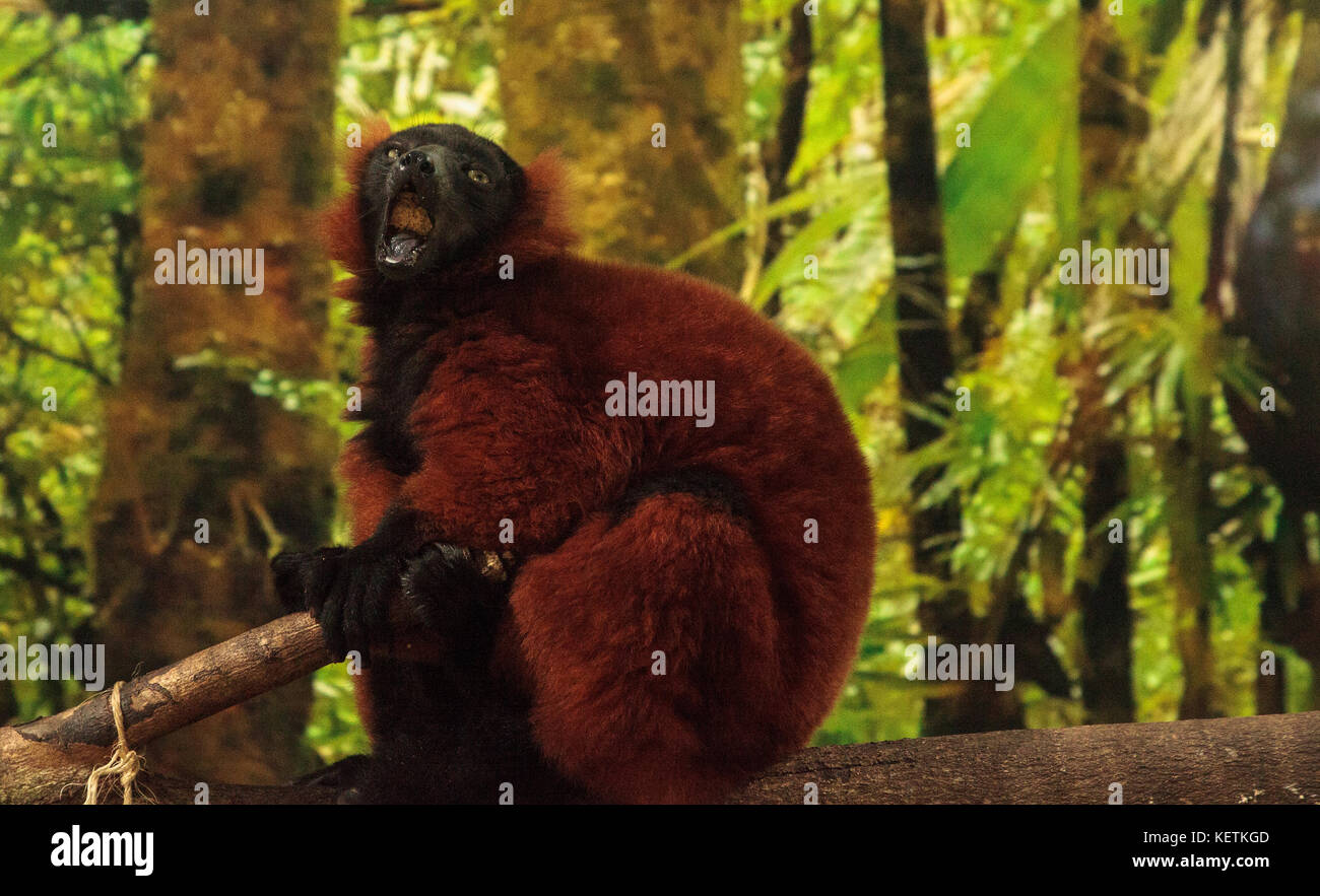 Red Ruffed lemur Varecia rubra perches on a tree limb and snacks on ...