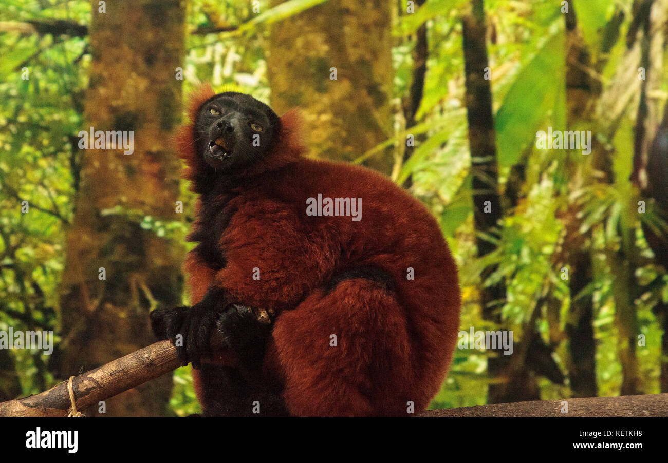 Red Ruffed lemur Varecia rubra perches on a tree limb and snacks on ...