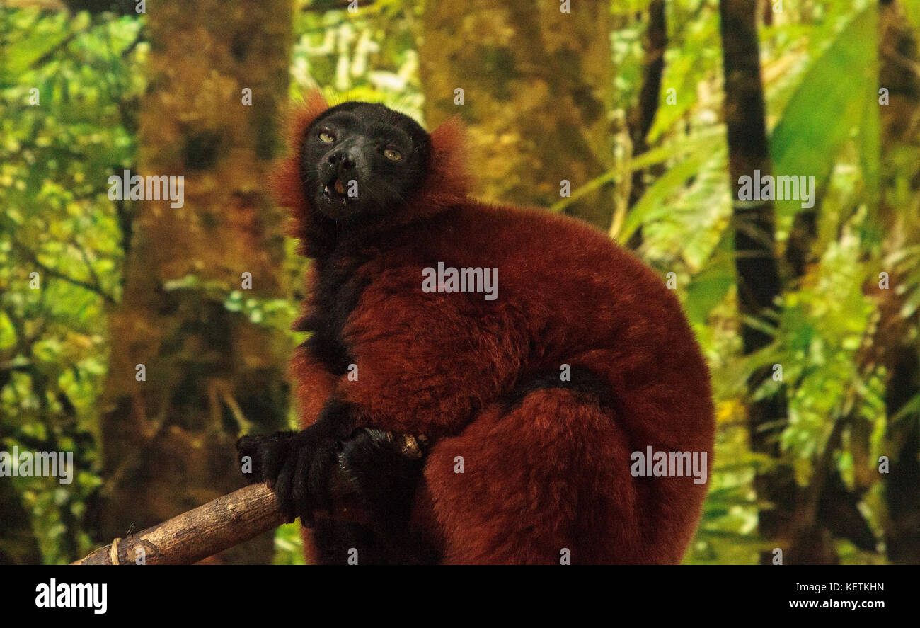 Red Ruffed lemur Varecia rubra perches on a tree limb and snacks on ...