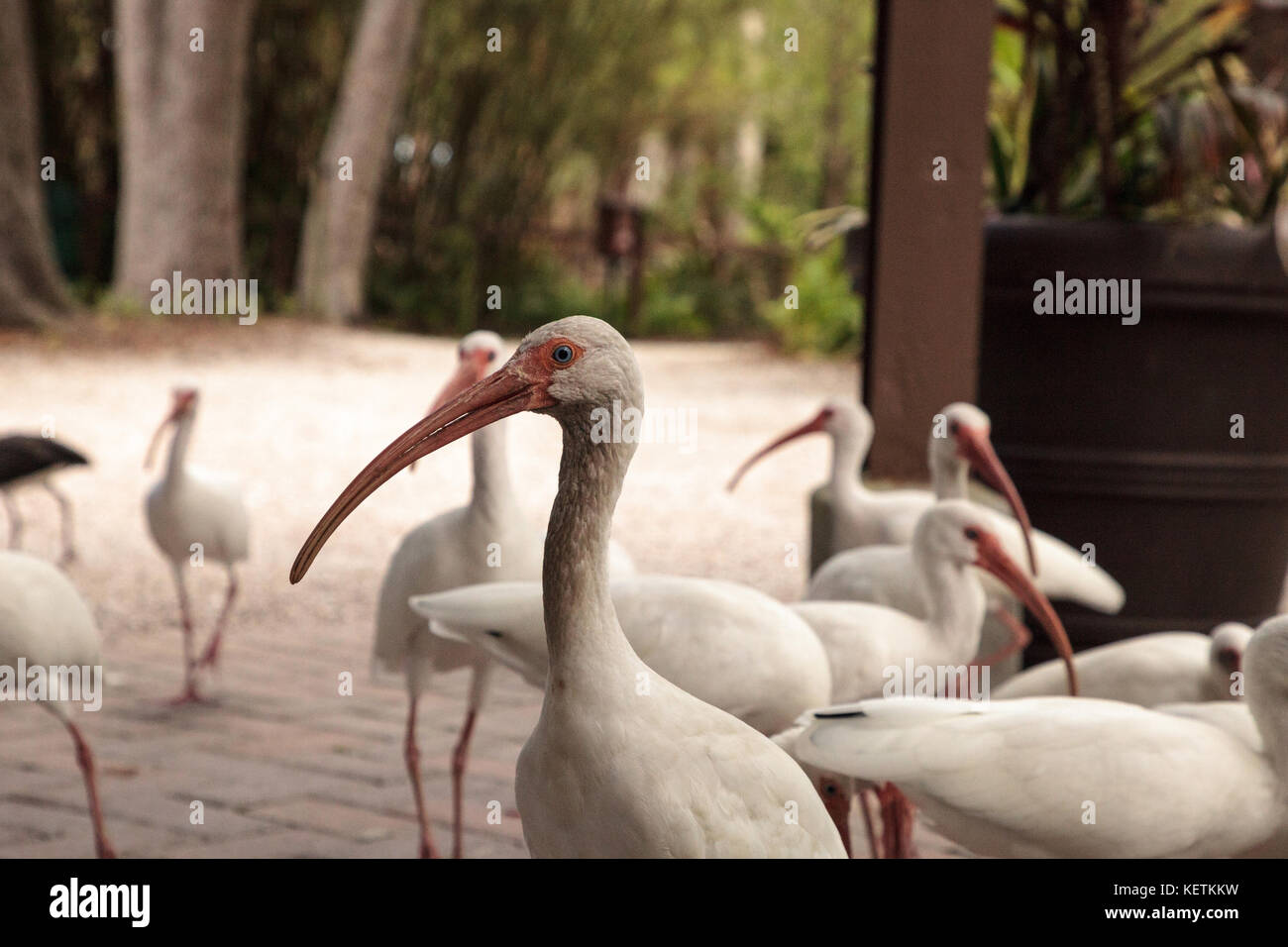 American White ibis Eudocimus albus birds scavenge for food at a park ...