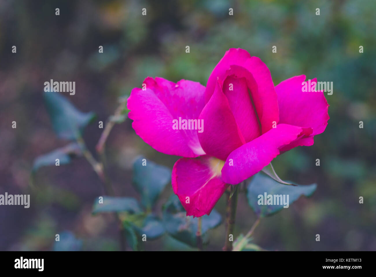 Lilac rose with defocused foliage in park Stock Photo - Alamy