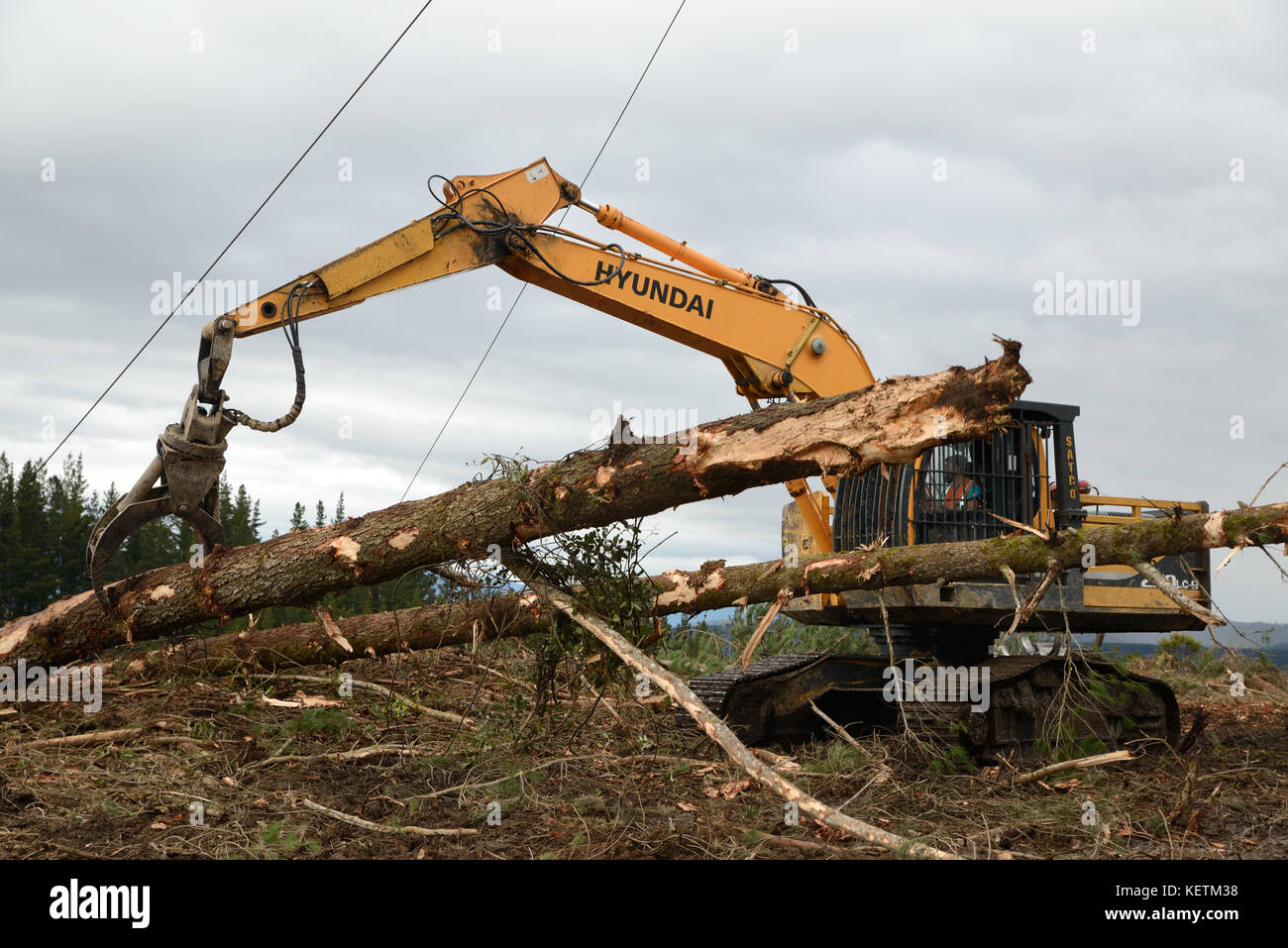 KUMARA, NEW ZEALAND, SEPTEMBER 20, 2017: A digger driver captures a log ...