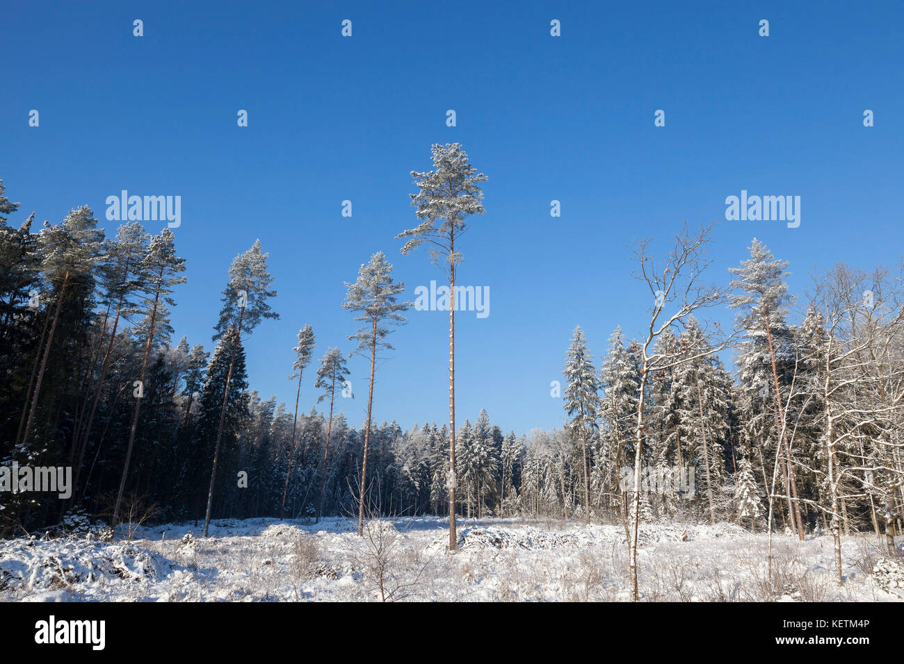 Several small pine trees hi-res stock photography and images - Alamy