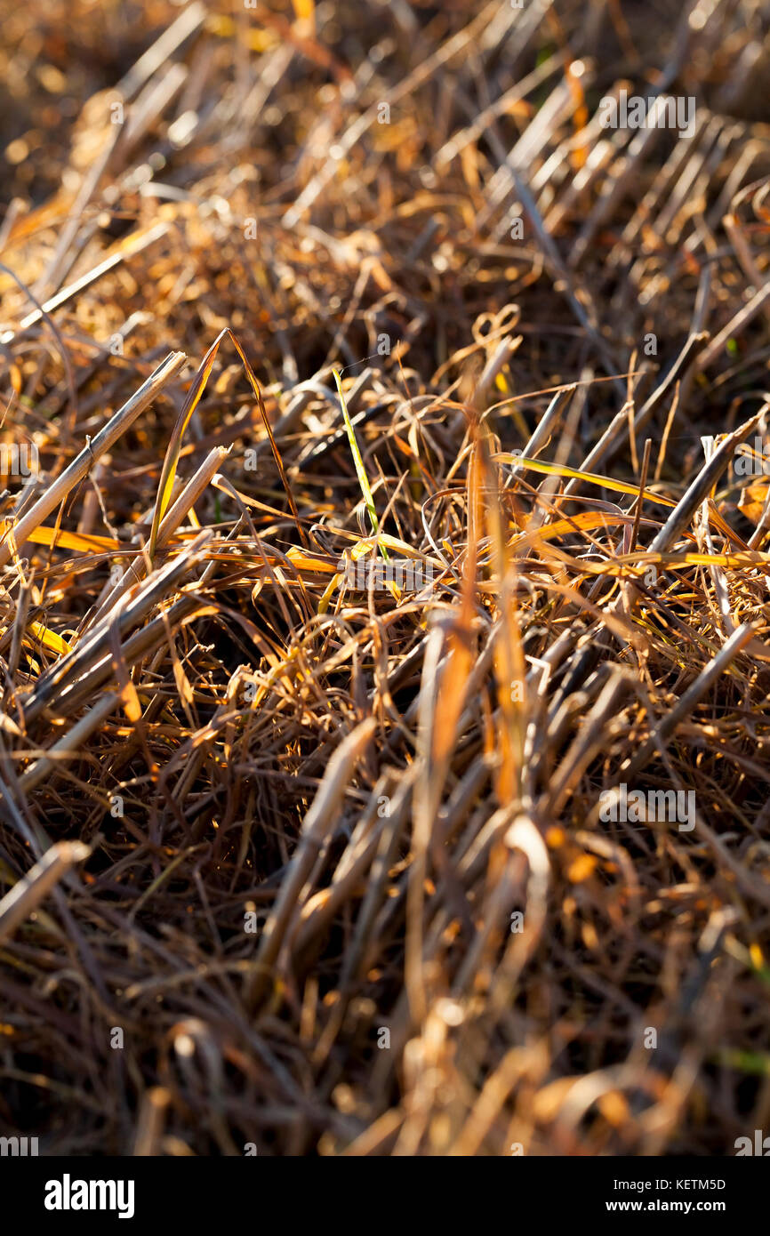 Dried out summer lawn hi-res stock photography and images - Alamy