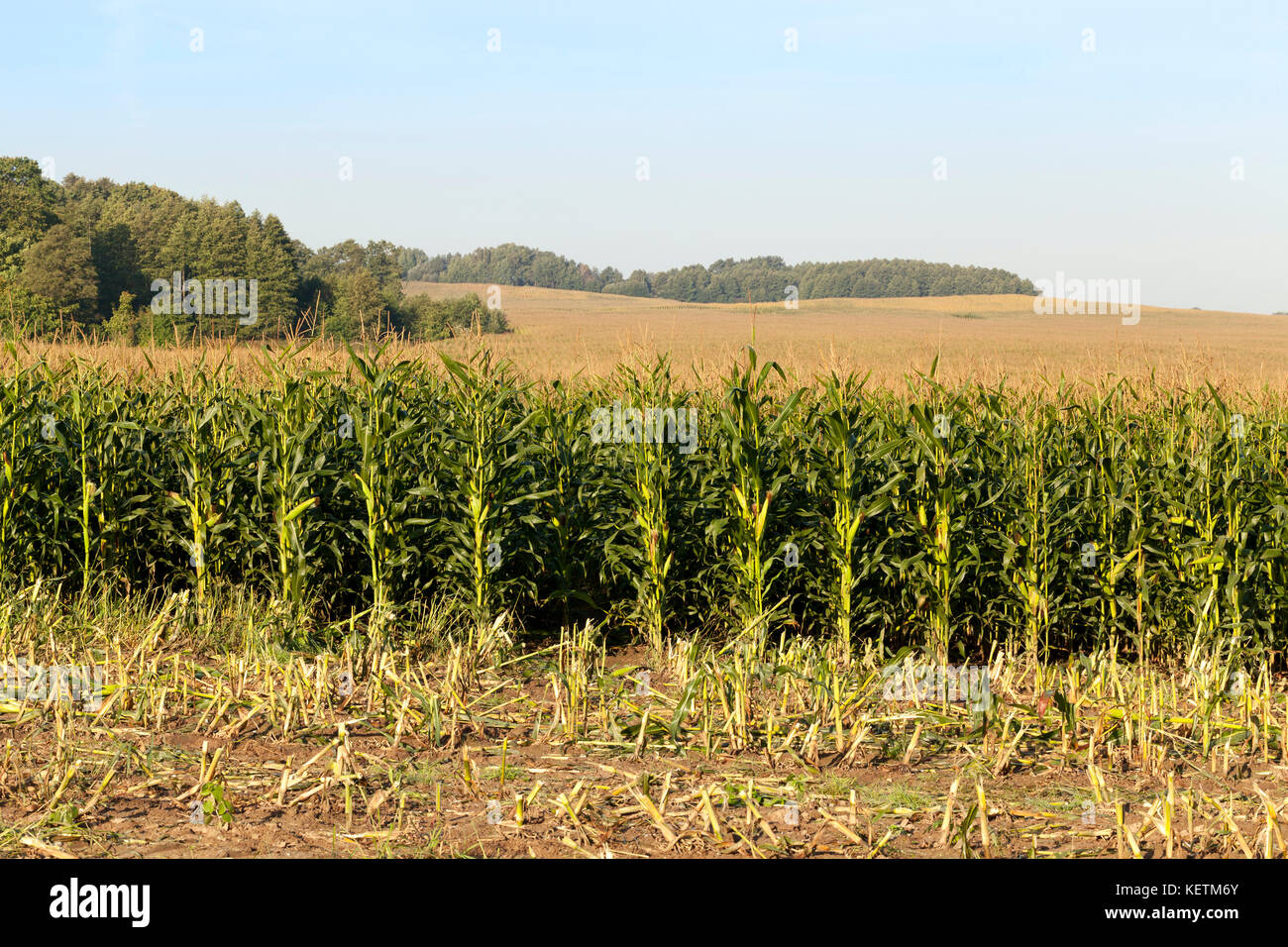 field of corn Stock Photo - Alamy